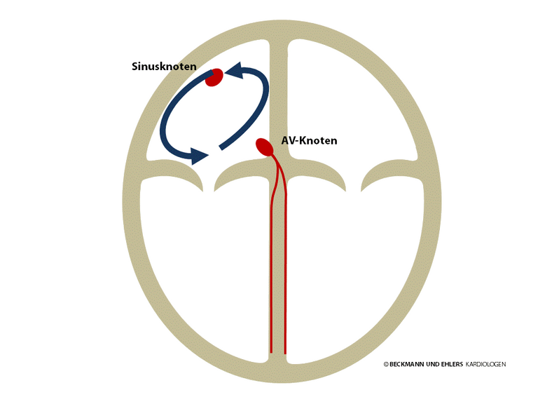Herzrhythmus – BE Kardiologen